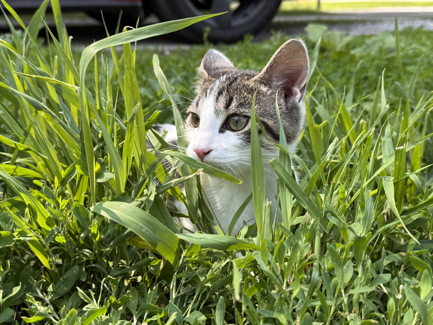 Louis | America's Favorite Pet