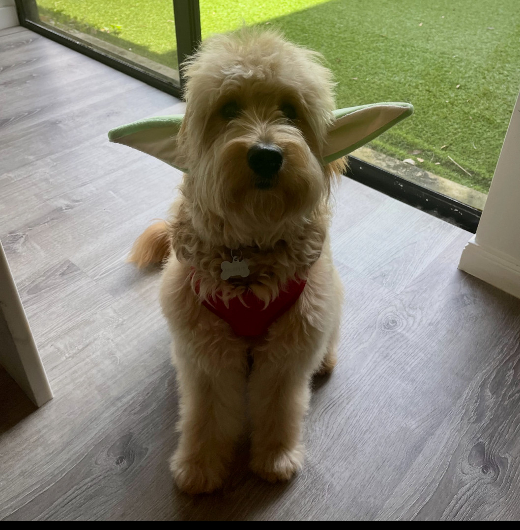 Murphy | America's Favorite Pet