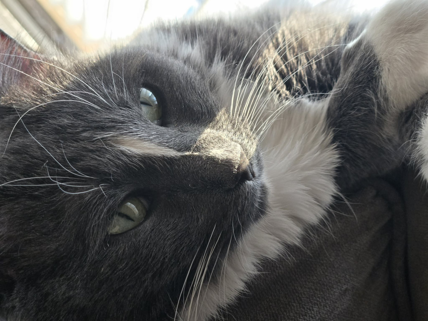 Molly | America's Favorite Pet