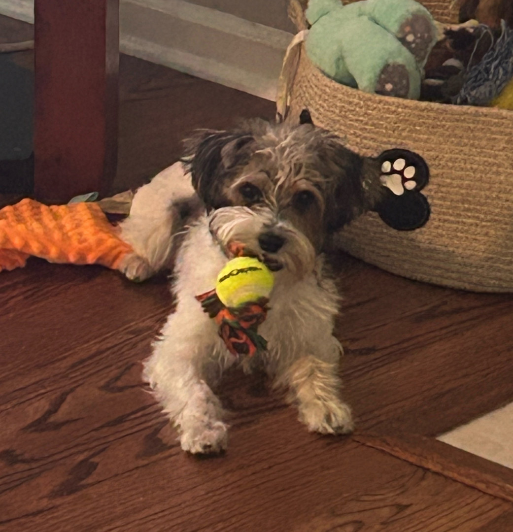 Toby | America's Favorite Pet