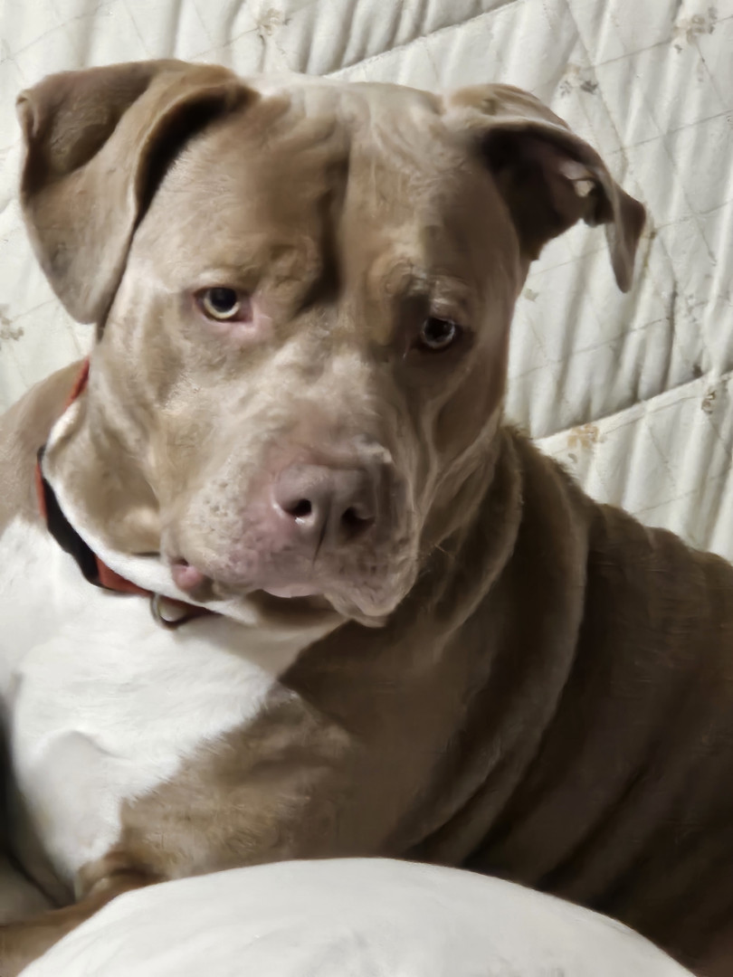 Diamond | America's Favorite Pet