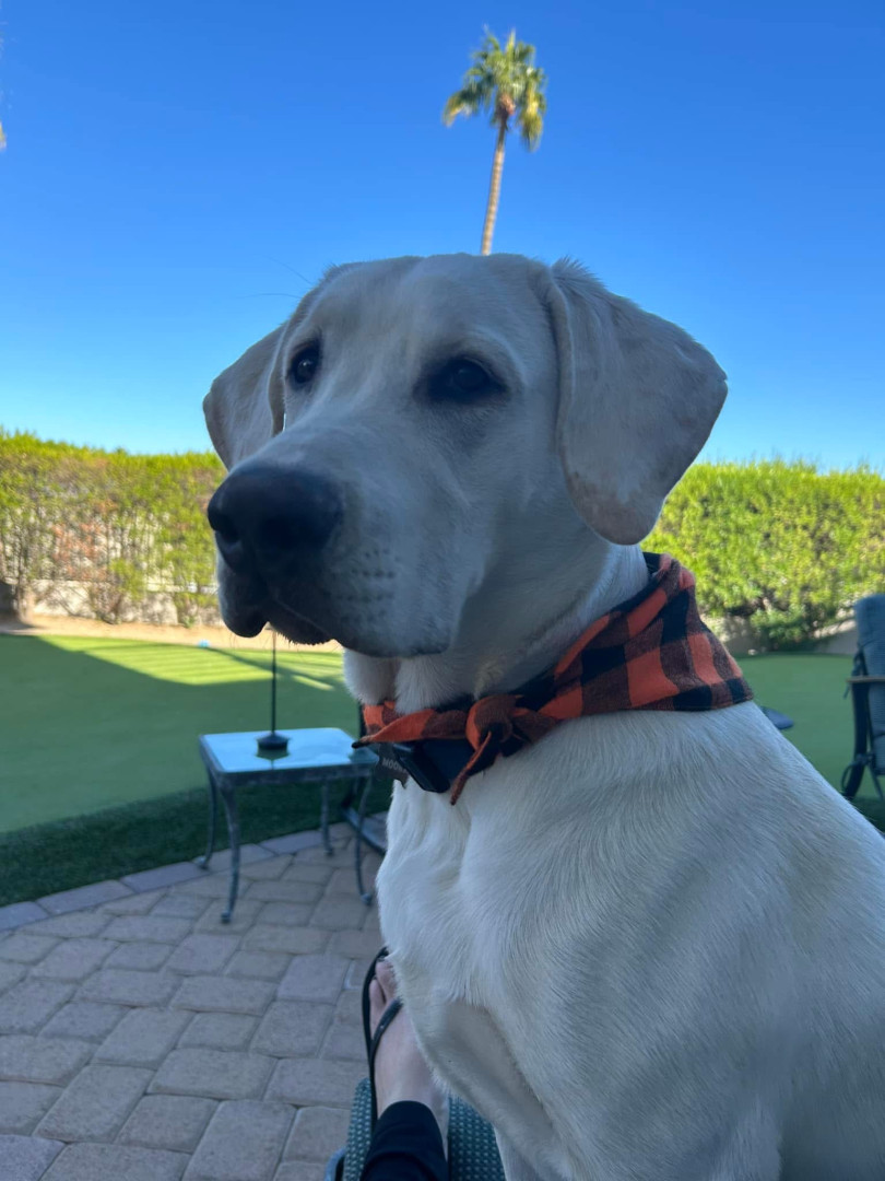 Mookie | America's Favorite Pet