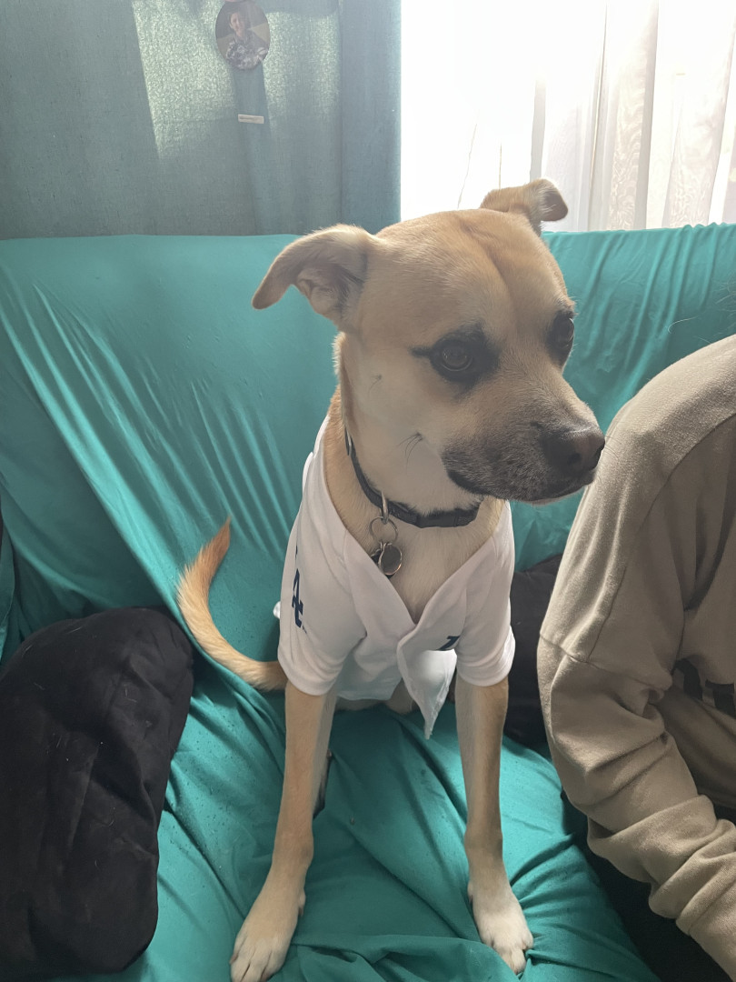 Scooby-Doo | America's Favorite Pet