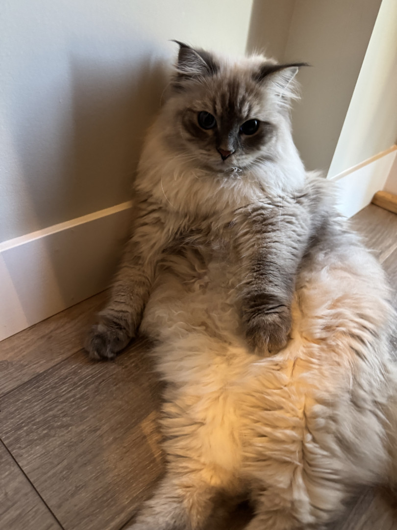 Tango | America's Favorite Pet