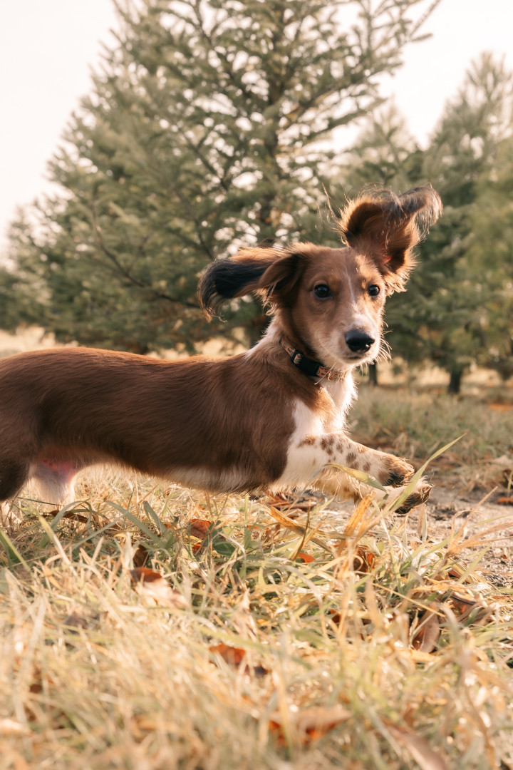 Stanley Murray | America's Favorite Pet