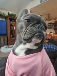 Franni mae | America's Favorite Pet