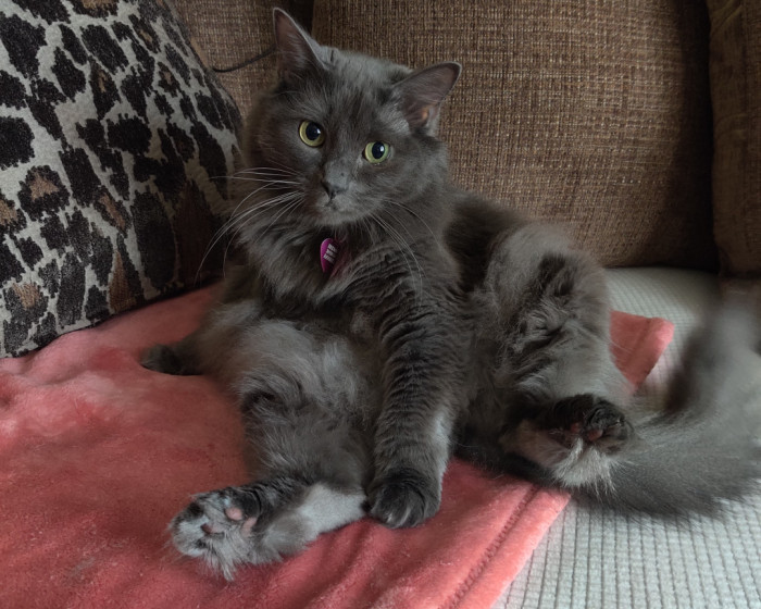 America's Favorite Pet