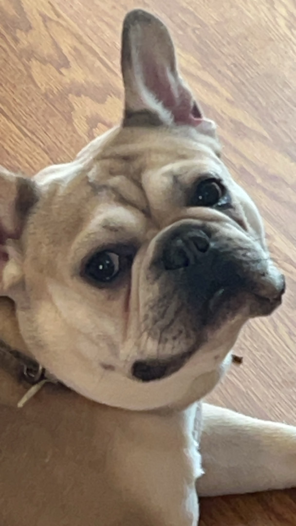 stitch | America's Favorite Pet