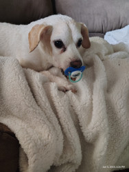 Lego | America's Favorite Pet