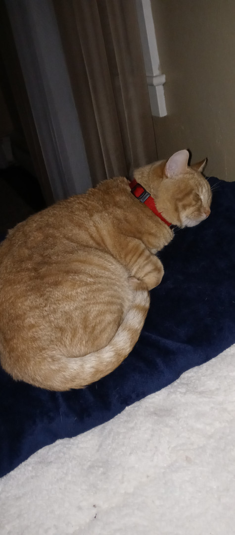 Oliver | America's Favorite Pet