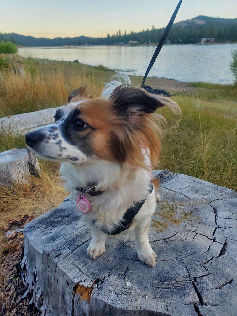 Daisy May | America's Favorite Pet