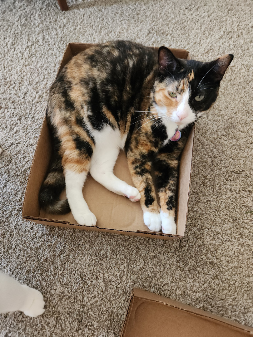 Luna | America's Favorite Pet