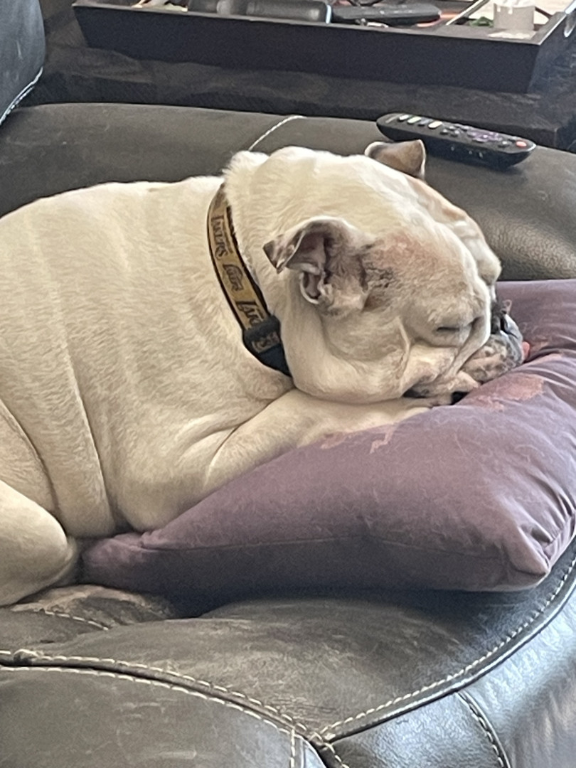 Bella Boo | America's Favorite Pet