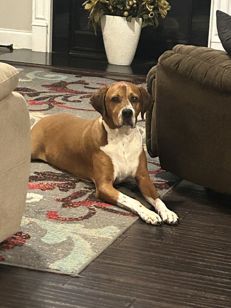Charlie | America's Favorite Pet