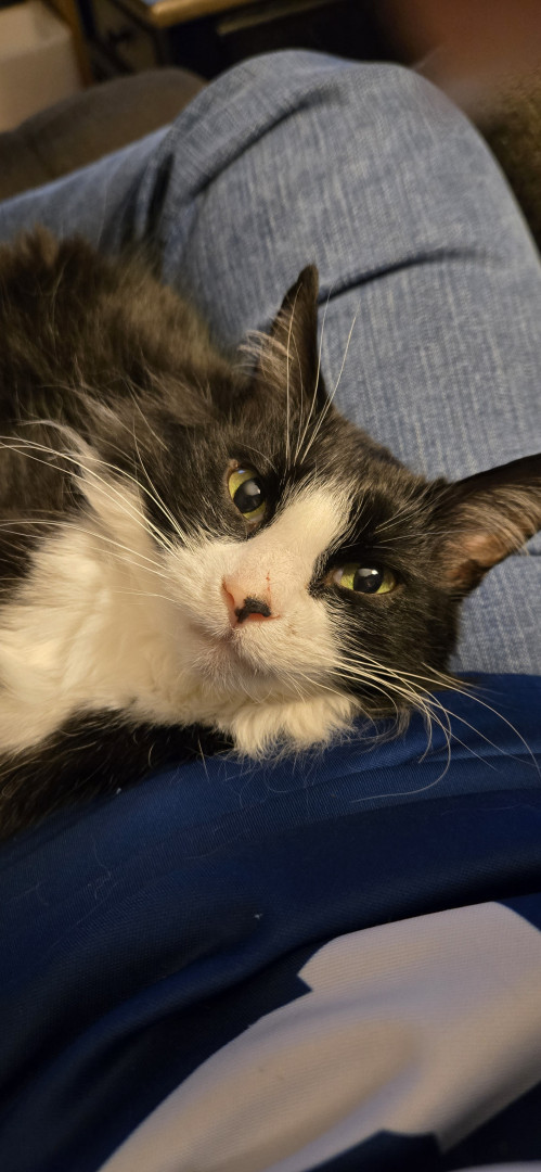 Lady Sif | America's Favorite Pet