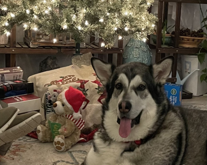 America's Favorite Pet