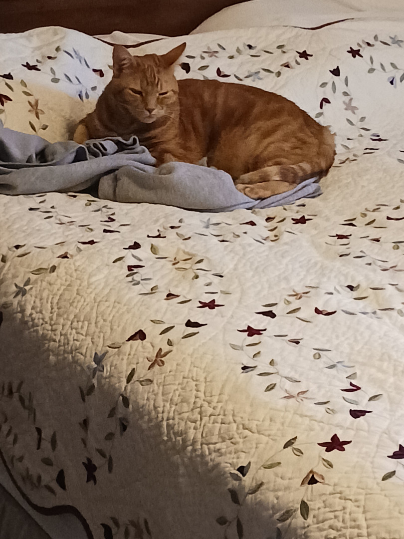 CeCe | America's Favorite Pet