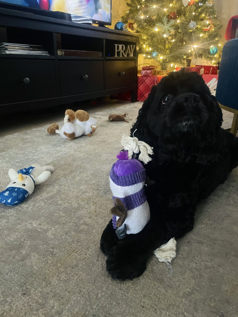 Tux | America's Favorite Pet