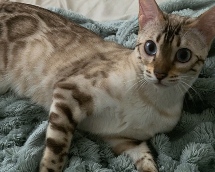 America's Favorite Pet