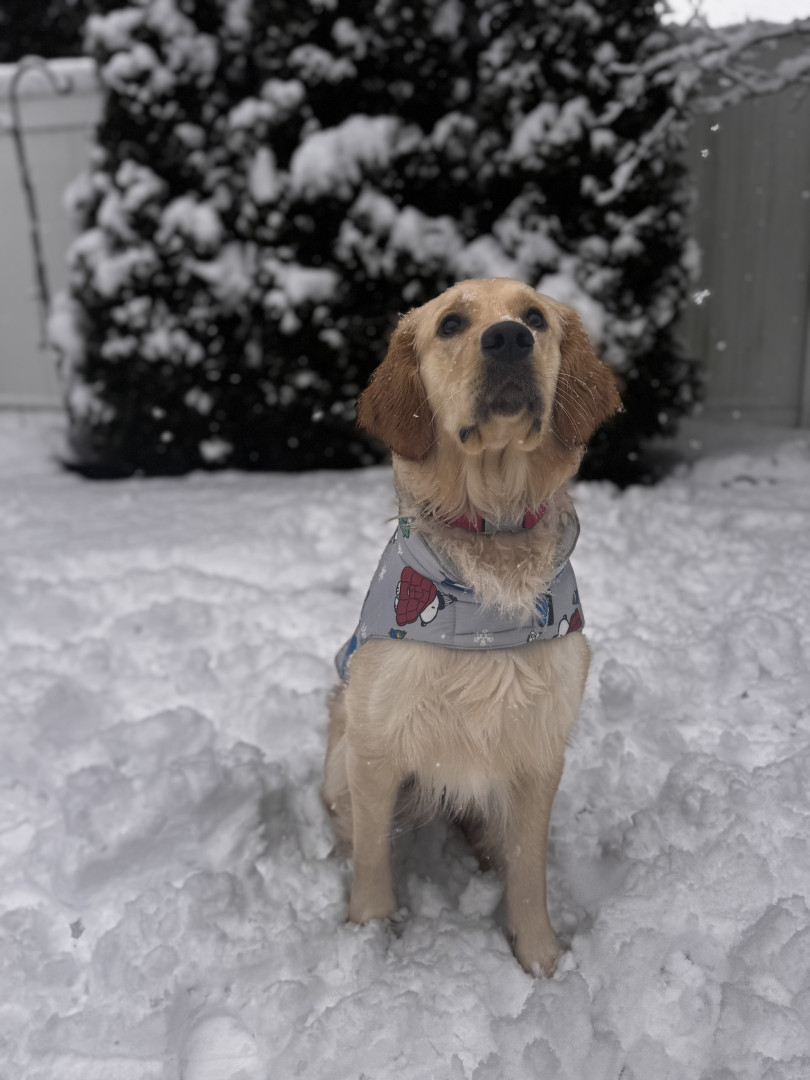 Lucy | America's Favorite Pet