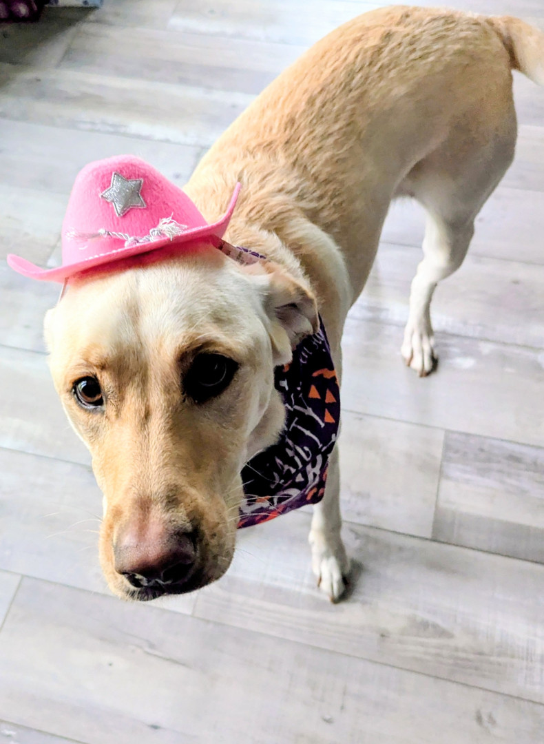 Callie | America's Favorite Pet