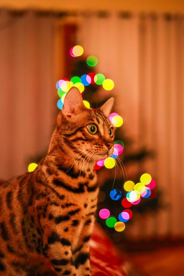 Nemo | America's Favorite Pet