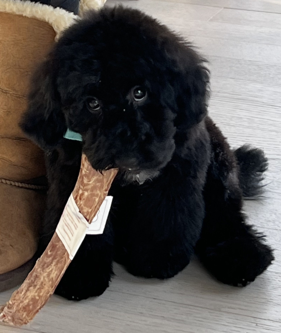 Dries | America's Favorite Pet