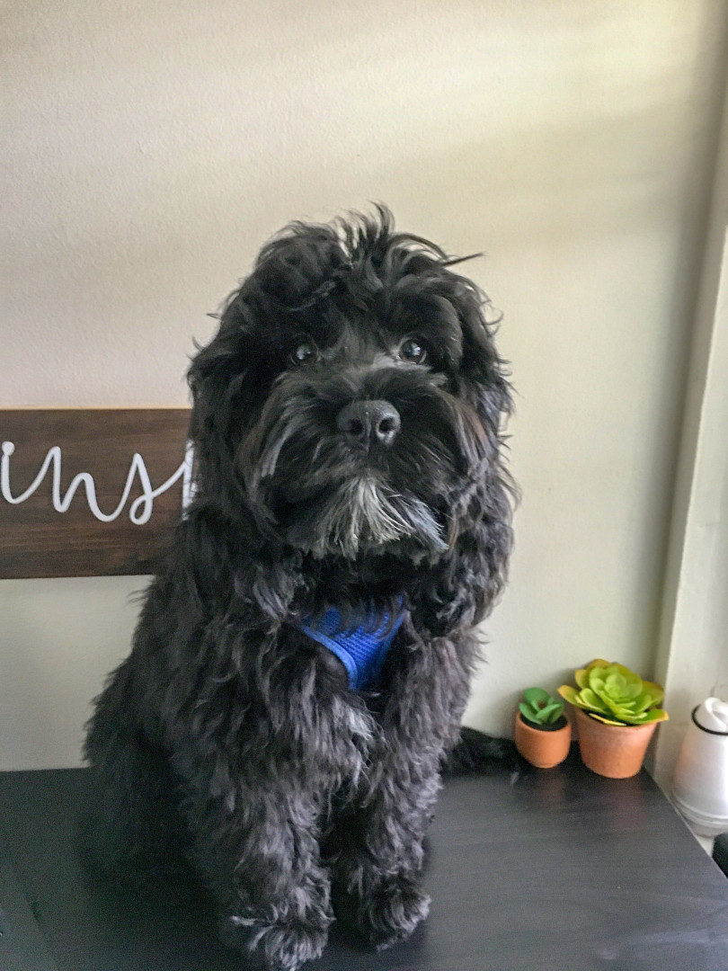 Leo | America's Favorite Pet