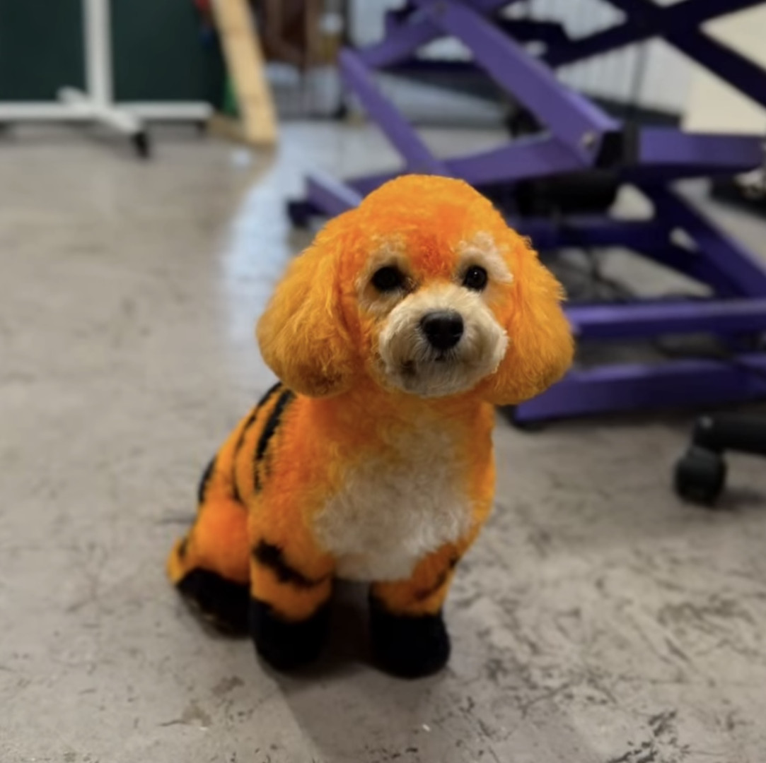 Toby | America's Favorite Pet