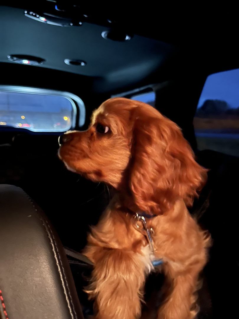 Wally | America's Favorite Pet