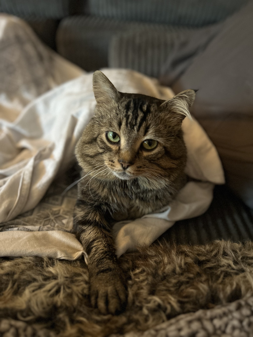 Pablo | America's Favorite Pet