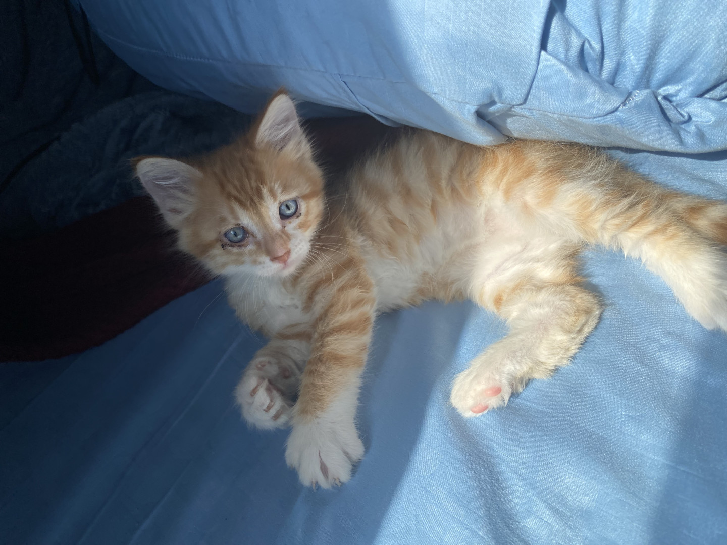 Peach | America's Favorite Pet