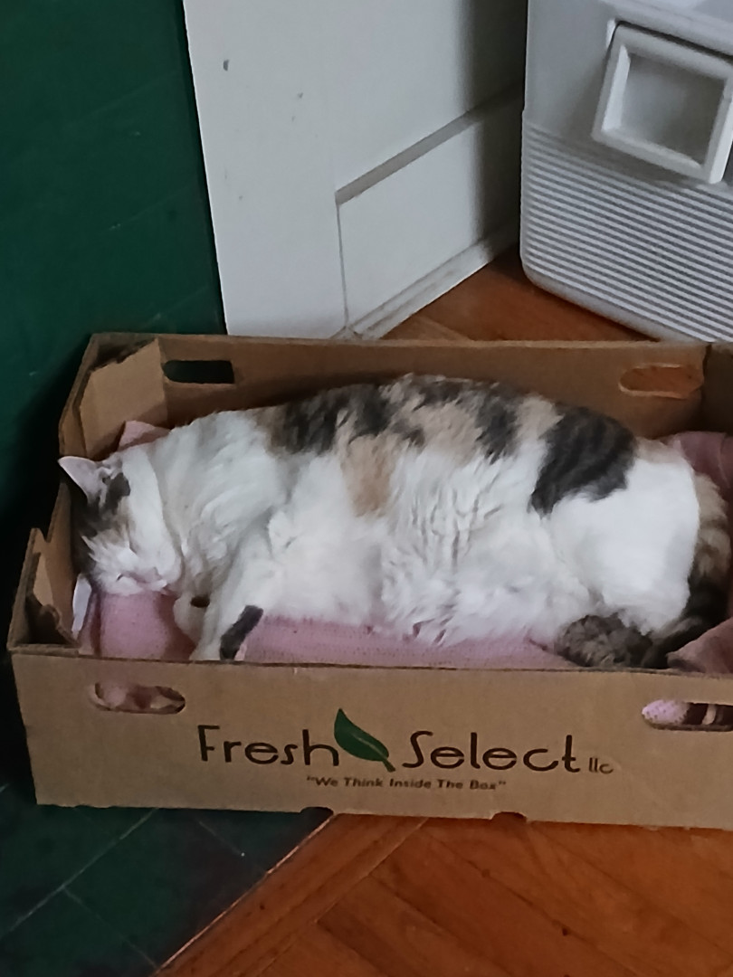 Thunder Kitty | America's Favorite Pet