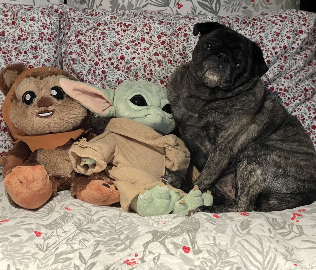 Miss Pebbles | America's Favorite Pet