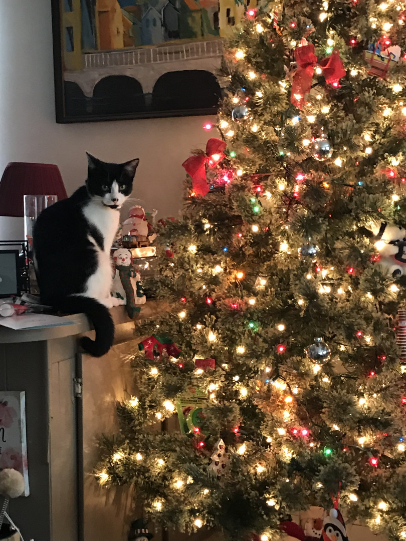 TC | America's Favorite Pet