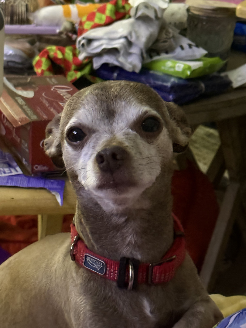 Chewy | America's Favorite Pet