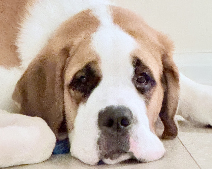 America's Favorite Pet