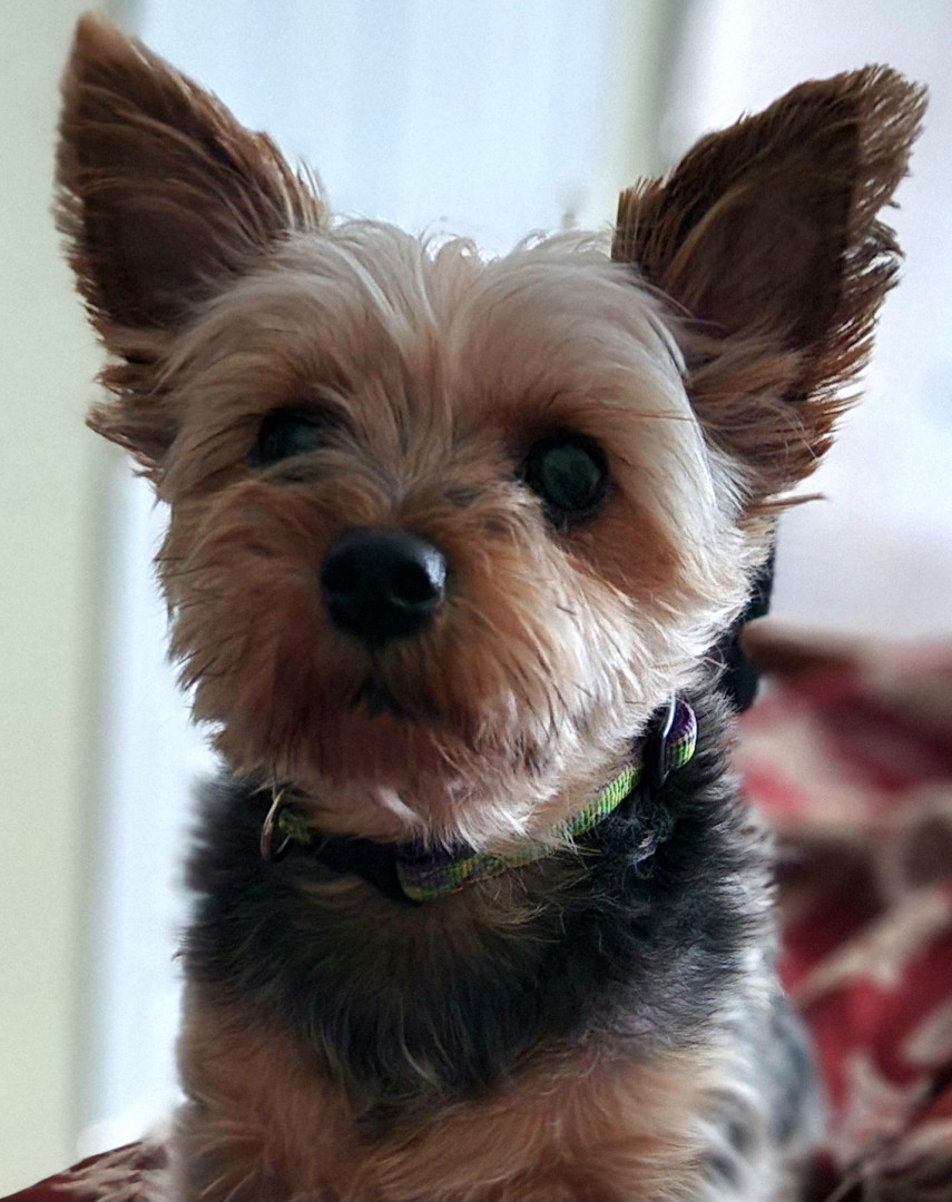 Tucker | America's Favorite Pet