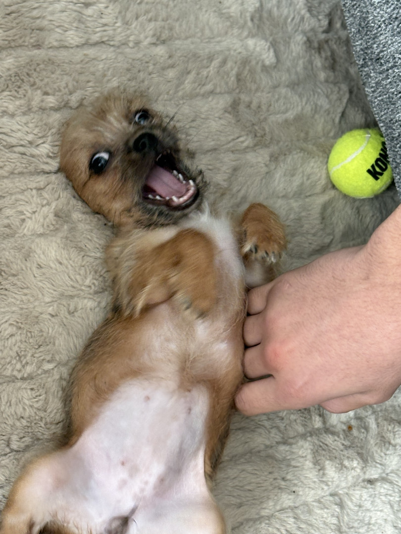 Lucy | America's Favorite Pet