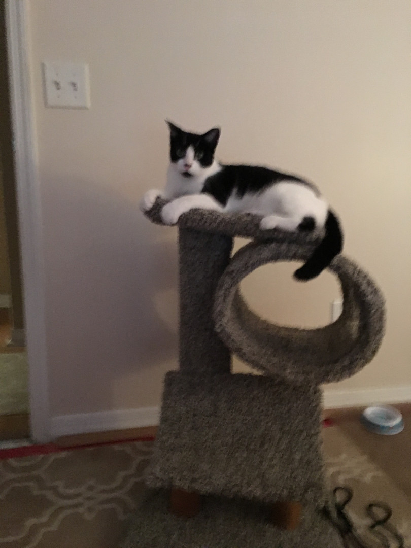 TC | America's Favorite Pet