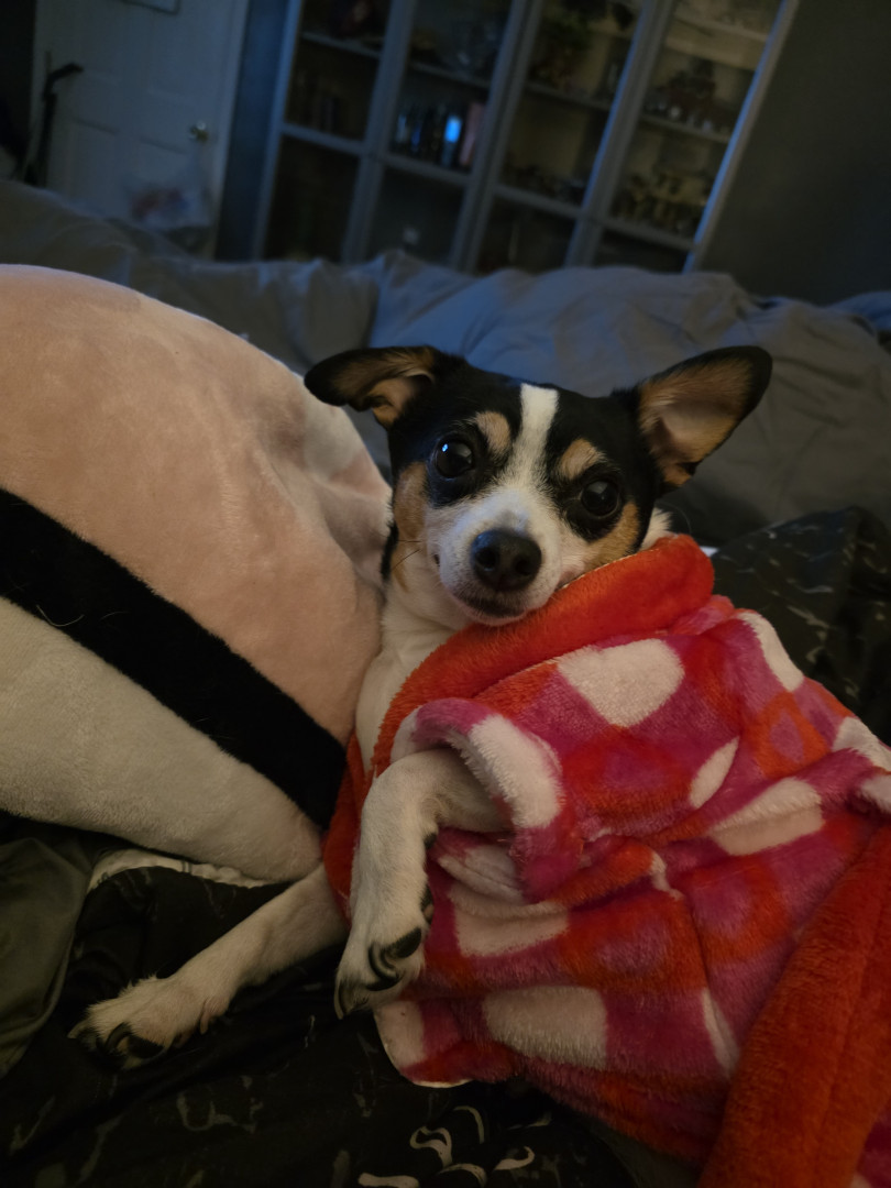 Chica | America's Favorite Pet