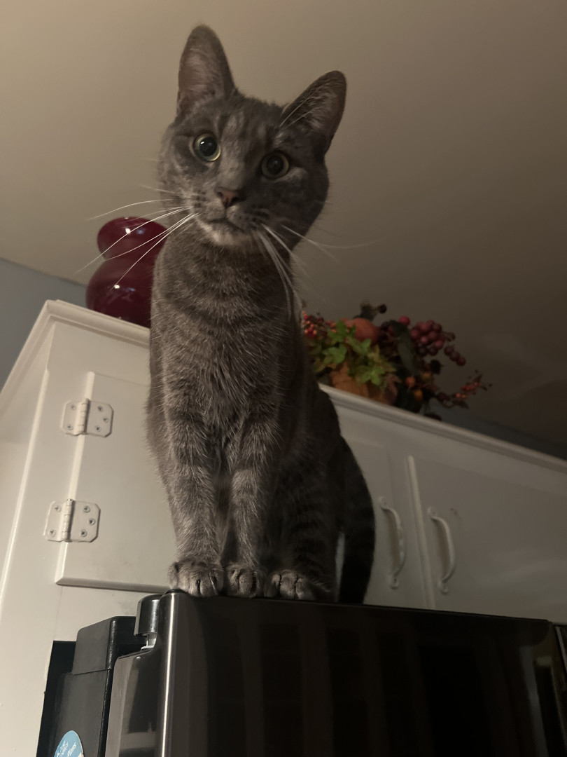 Simba | America's Favorite Pet