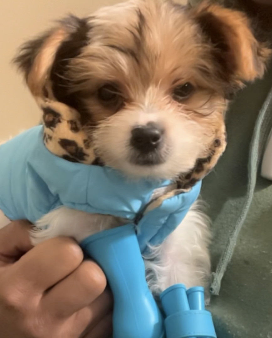 Nala | America's Favorite Pet