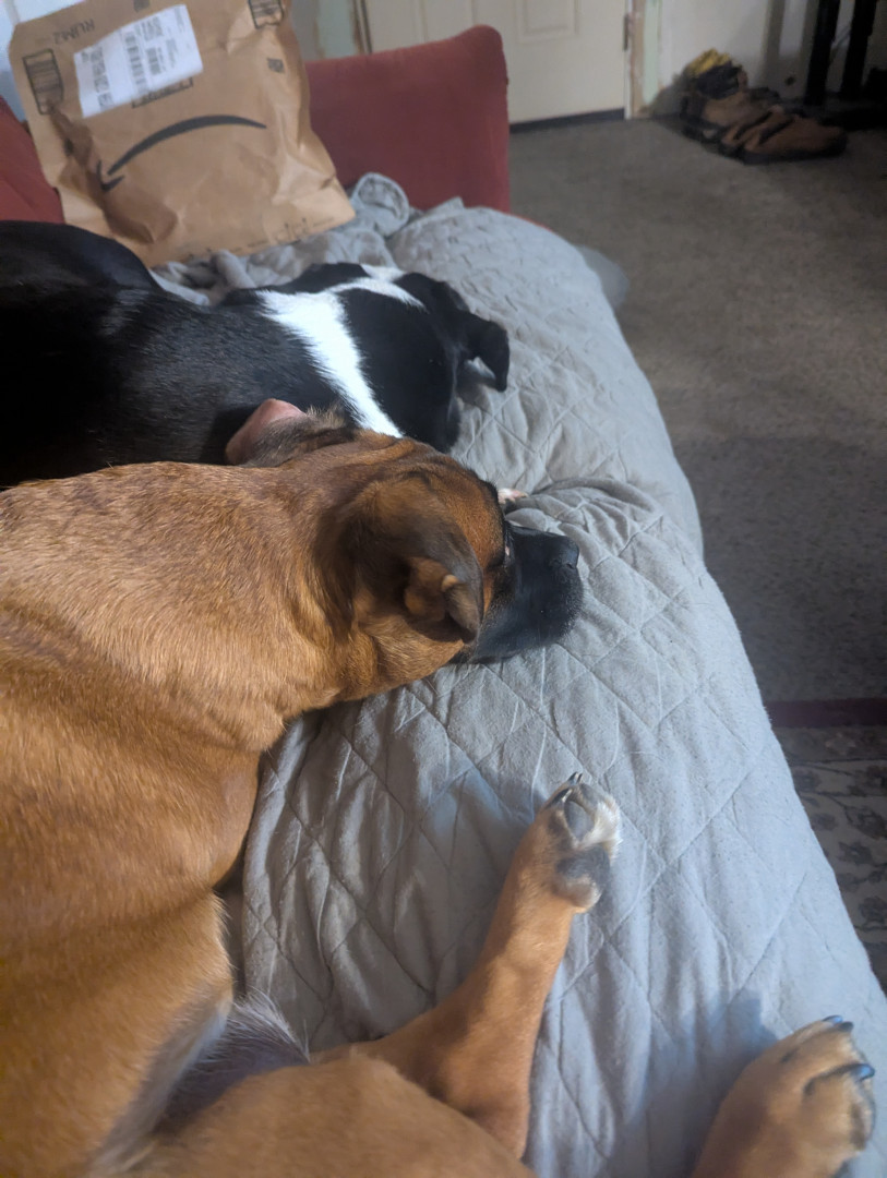 Elmo | America's Favorite Pet