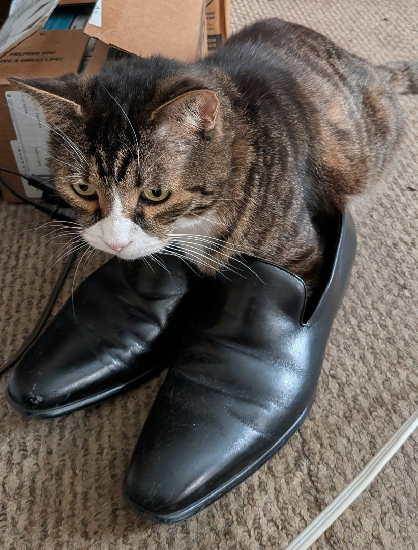 Tiger | America's Favorite Pet