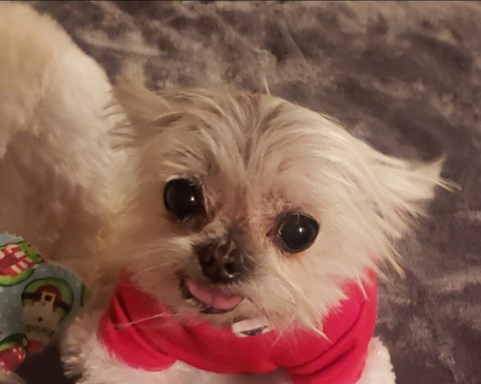 Violet | America's Favorite Pet