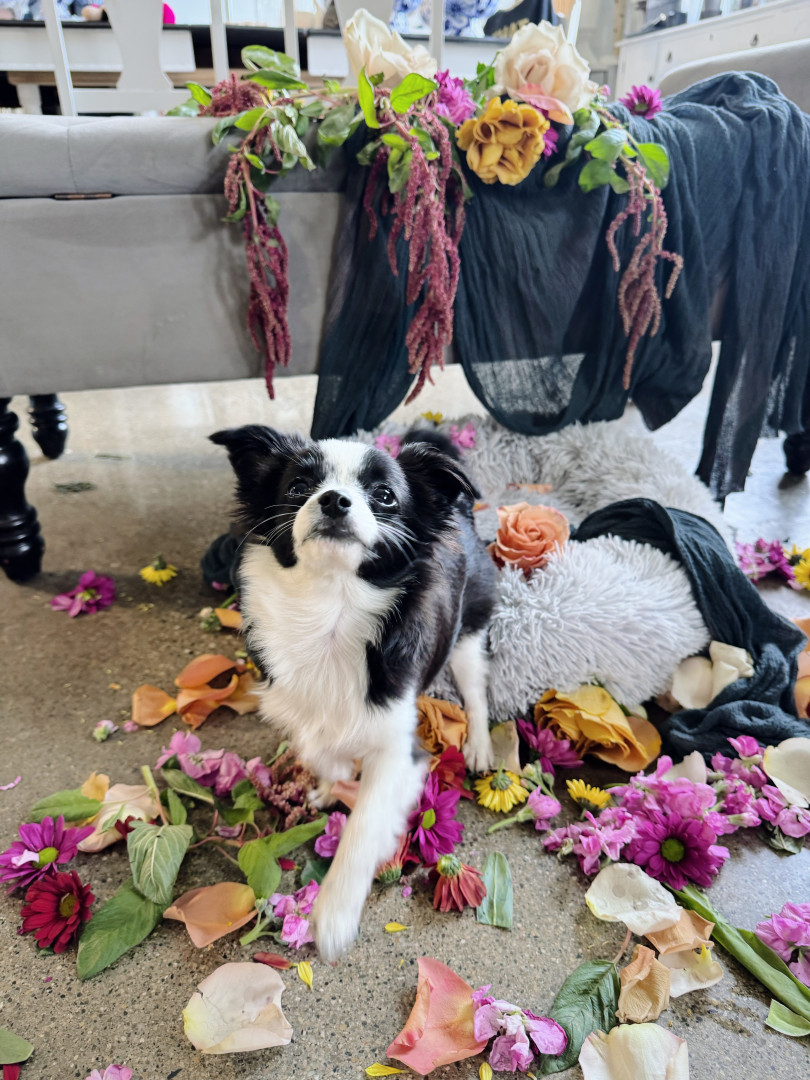 Pablo | America's Favorite Pet