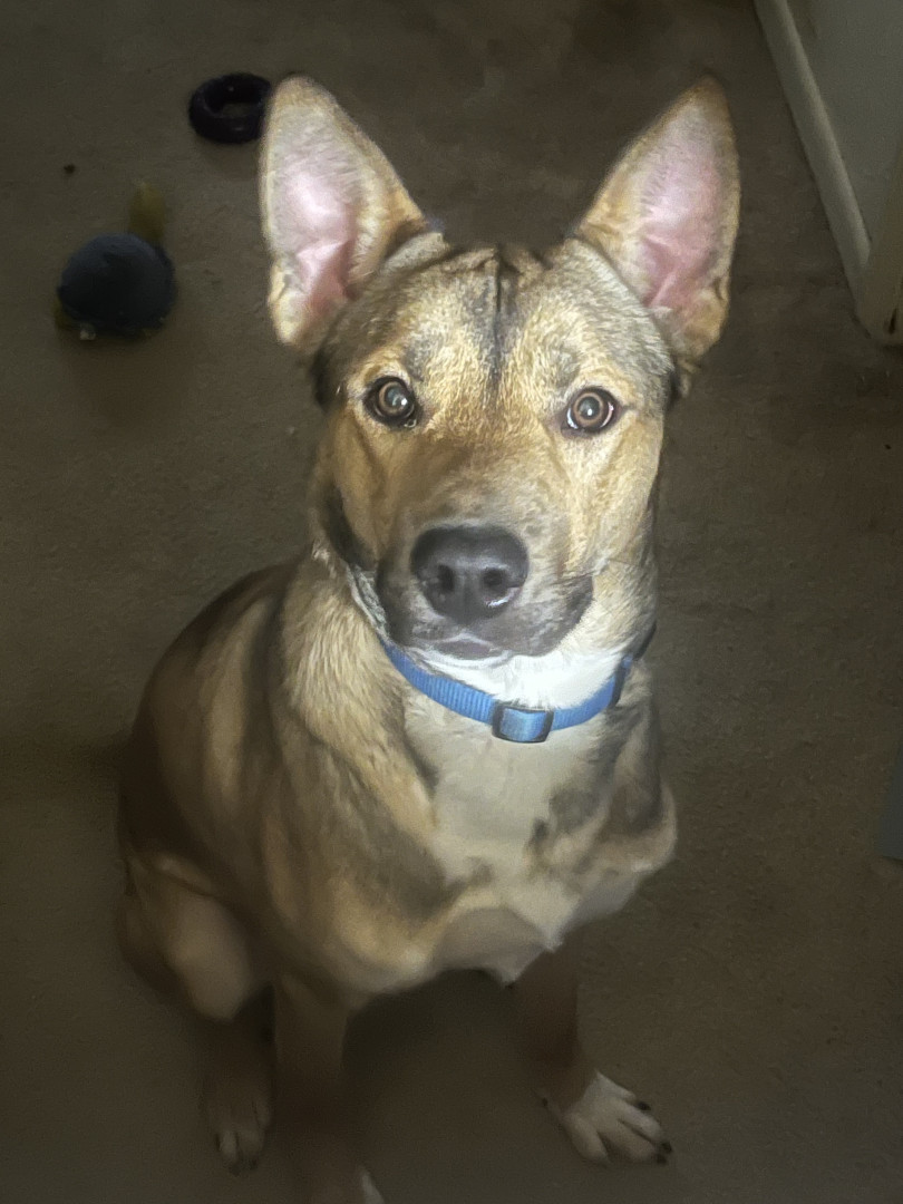 Riley | America's Favorite Pet