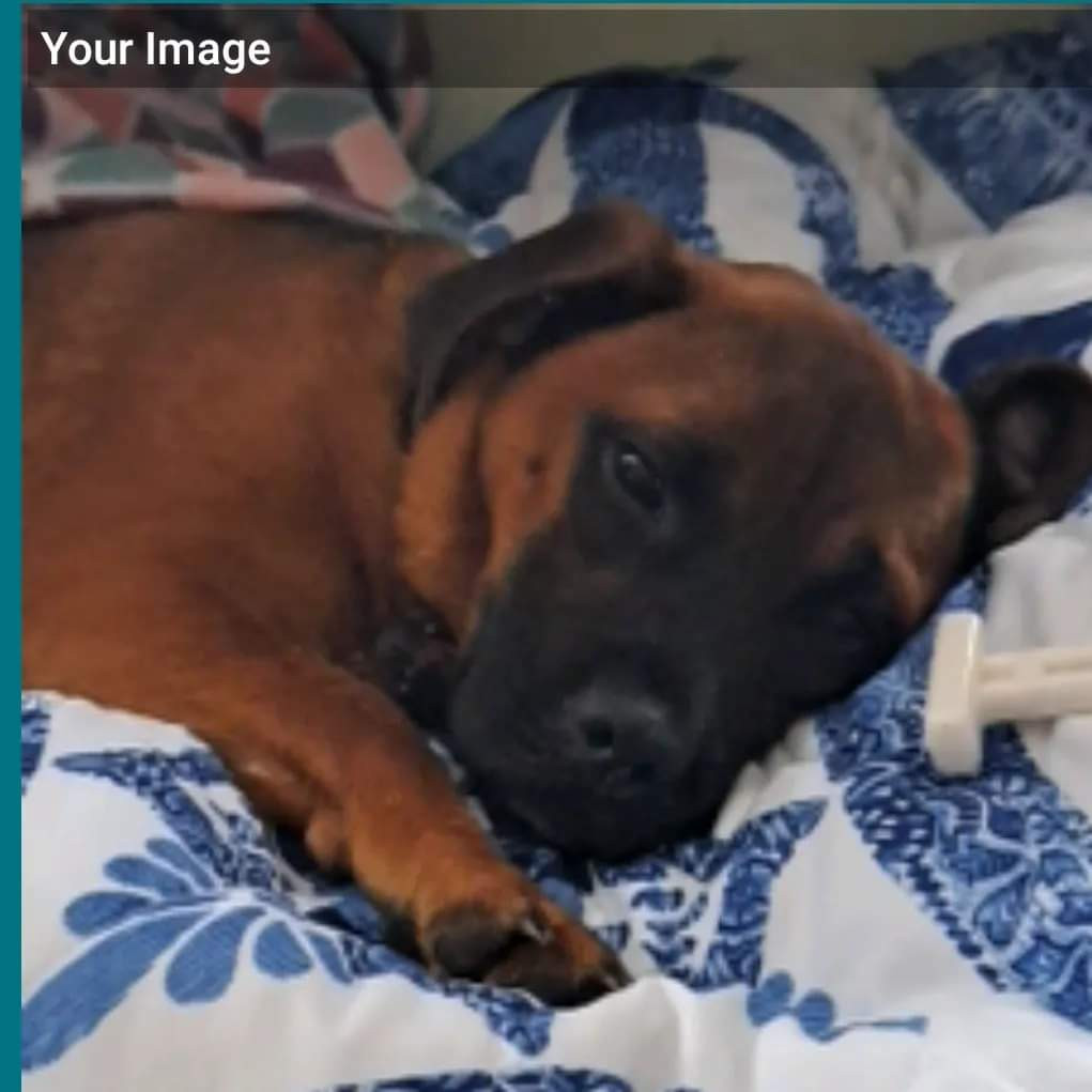 Elmo | America's Favorite Pet