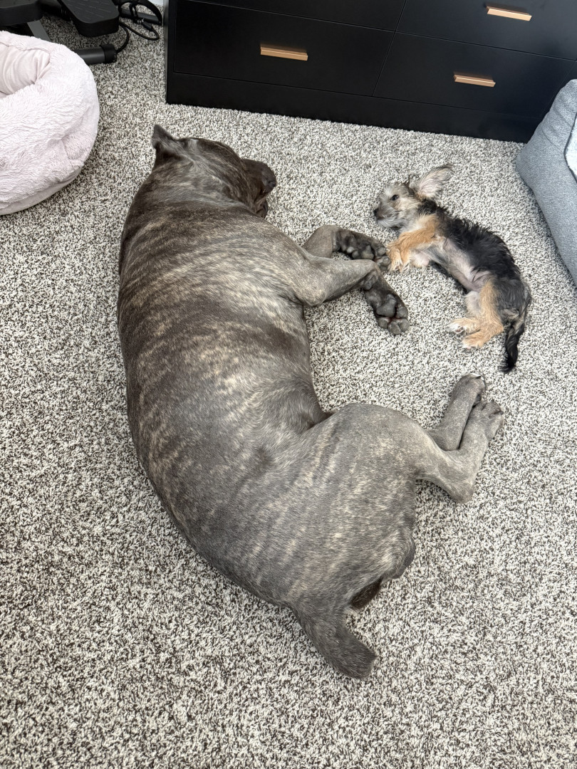 Prime | America's Favorite Pet